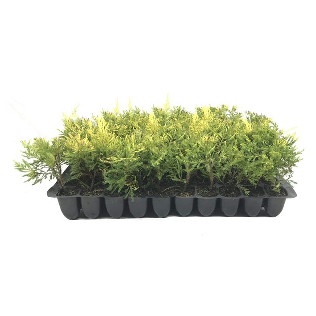 Saybrook Gold Juniper - 50 Live Plants - Juniperus Chinensis - Hardy ...