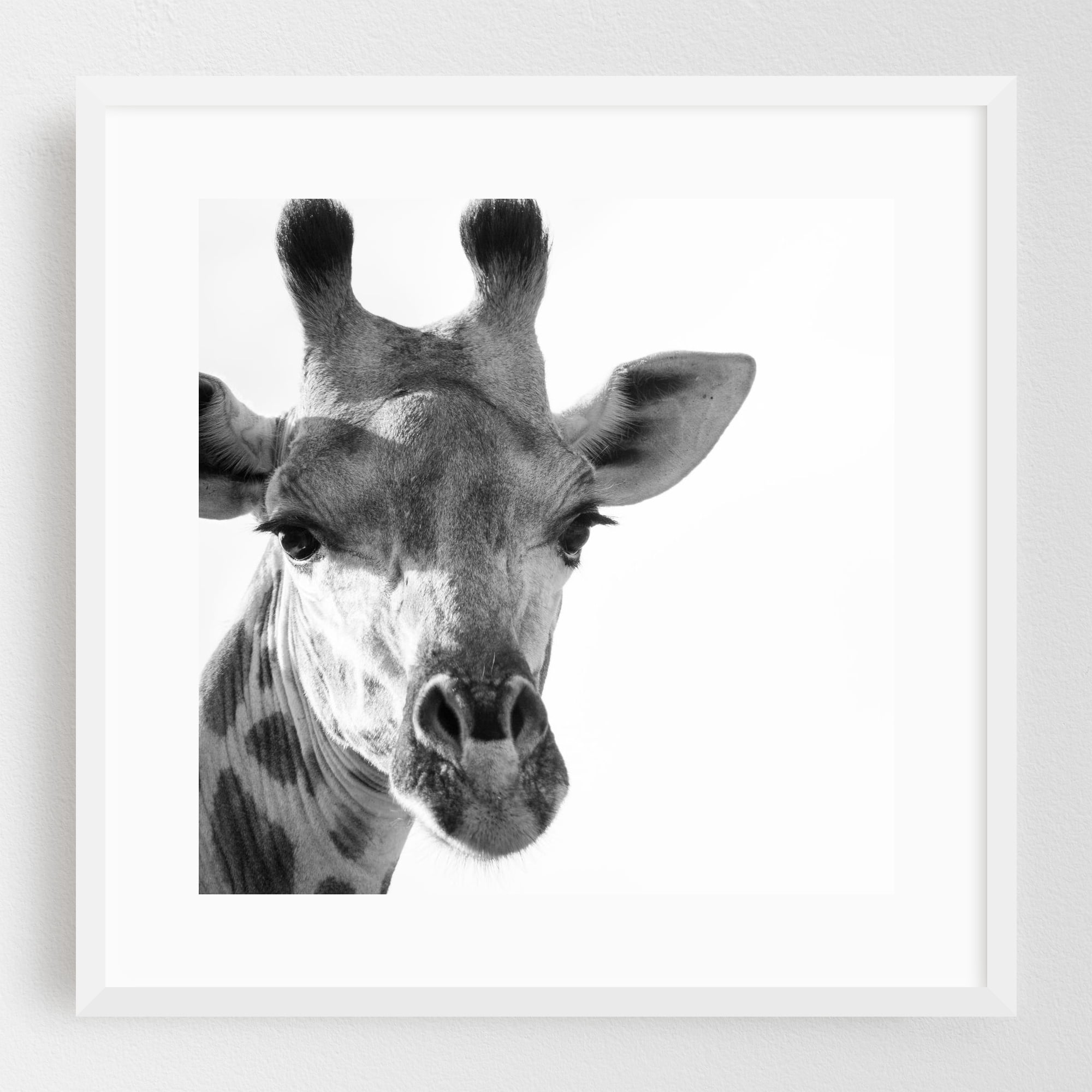 Saying Hello! - KwaZulu-Natal South Africa Photography Animal Wildlife ...