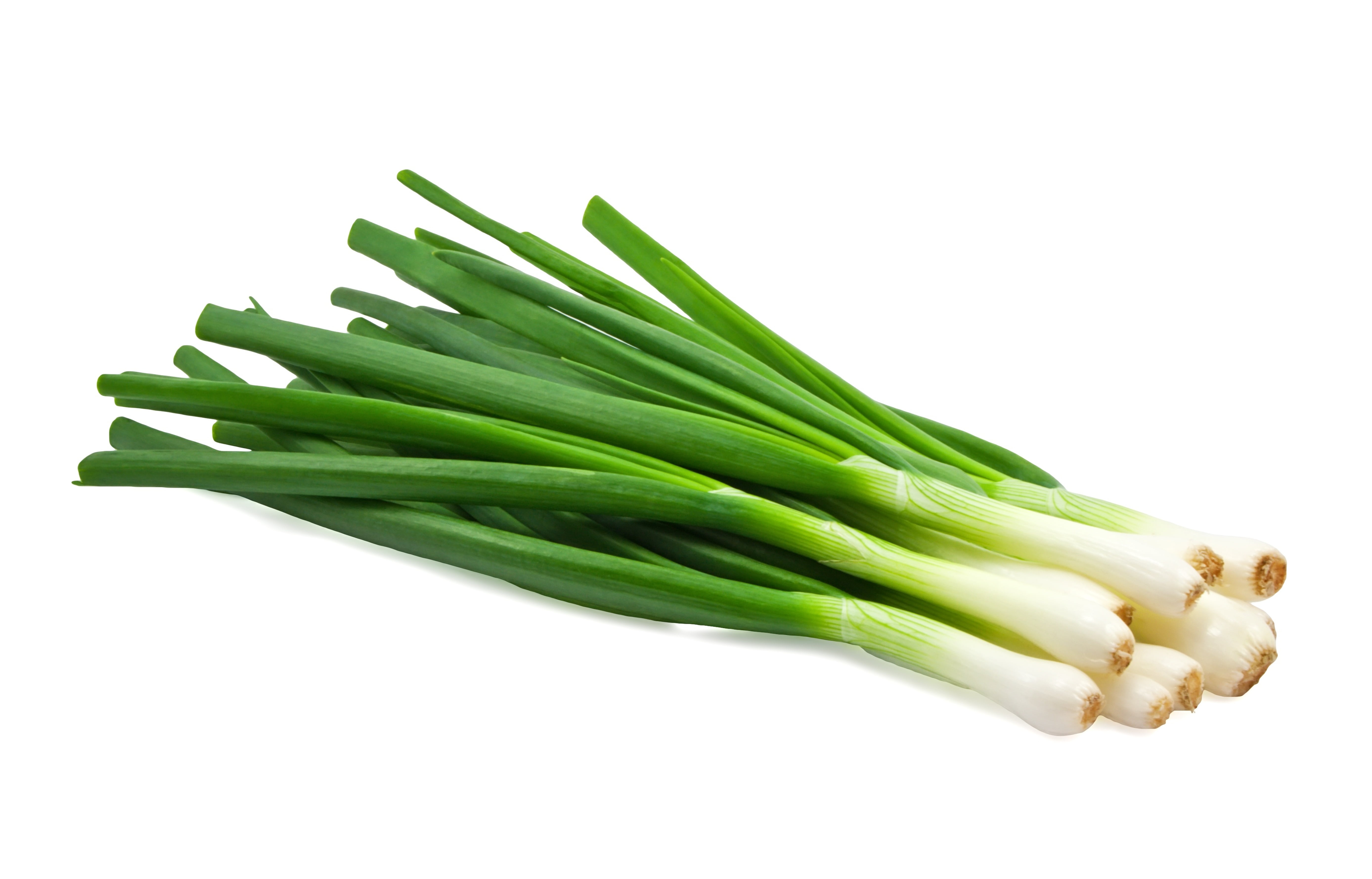 Scallion Bunching Onion Seeds, 250+ Evergreen Hardy White, Heirloom ...