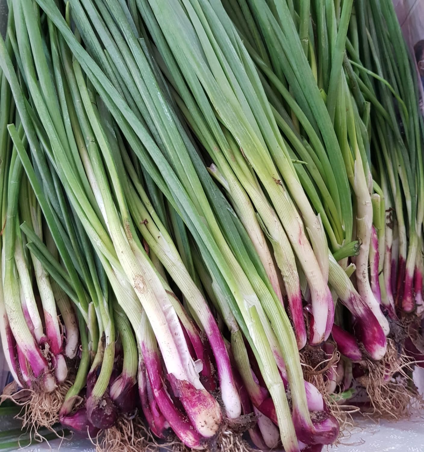 Scallion “Red Beard” TWE5 - Bunching Onion Type - Resilient Green Onion ...
