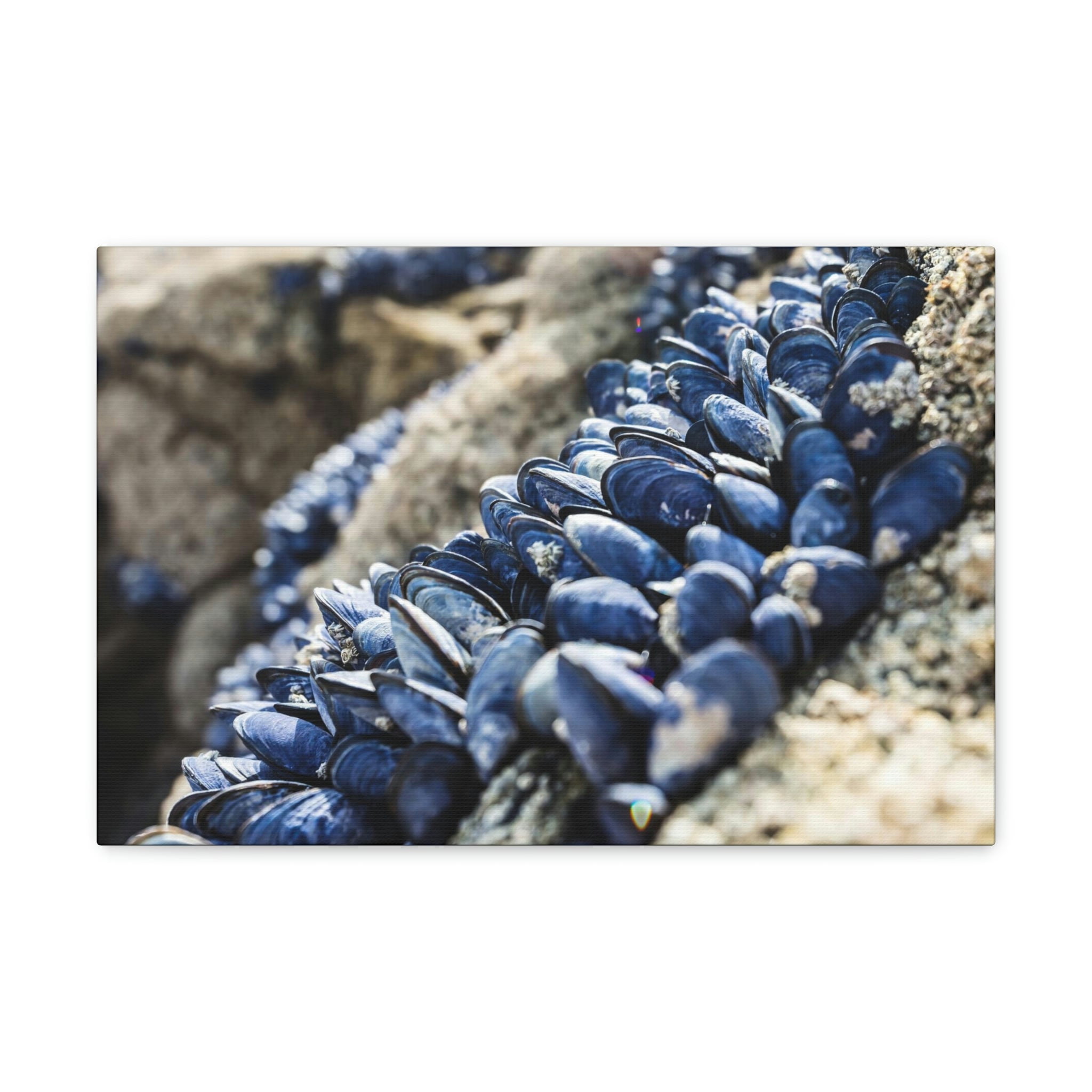 Scallop Group Scallop Troop Print Animal Wall Art Wildlife Canvas ...