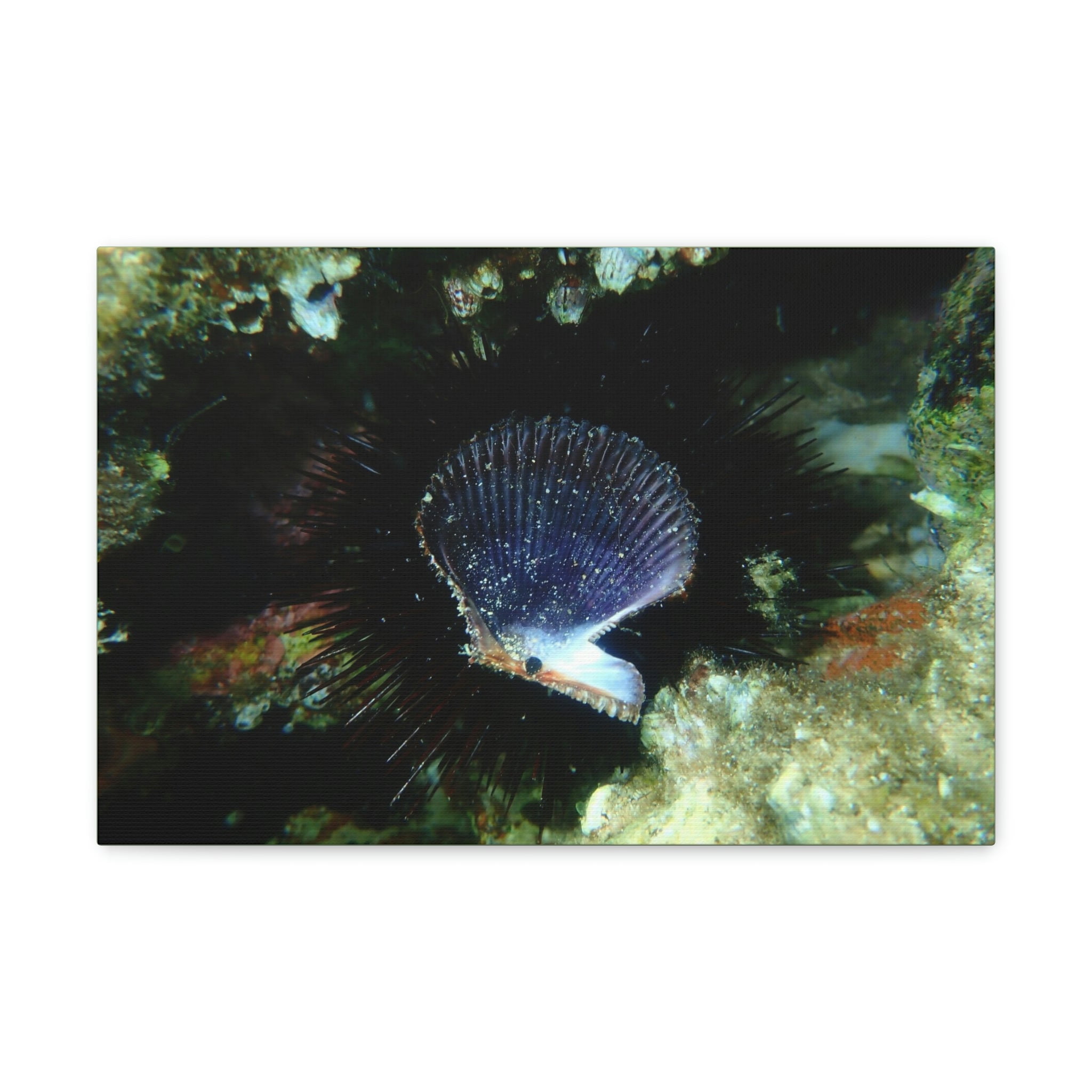 Scallop Hunting Scallop on Hunt Print Animal Wall Art Wildlife Canvas ...