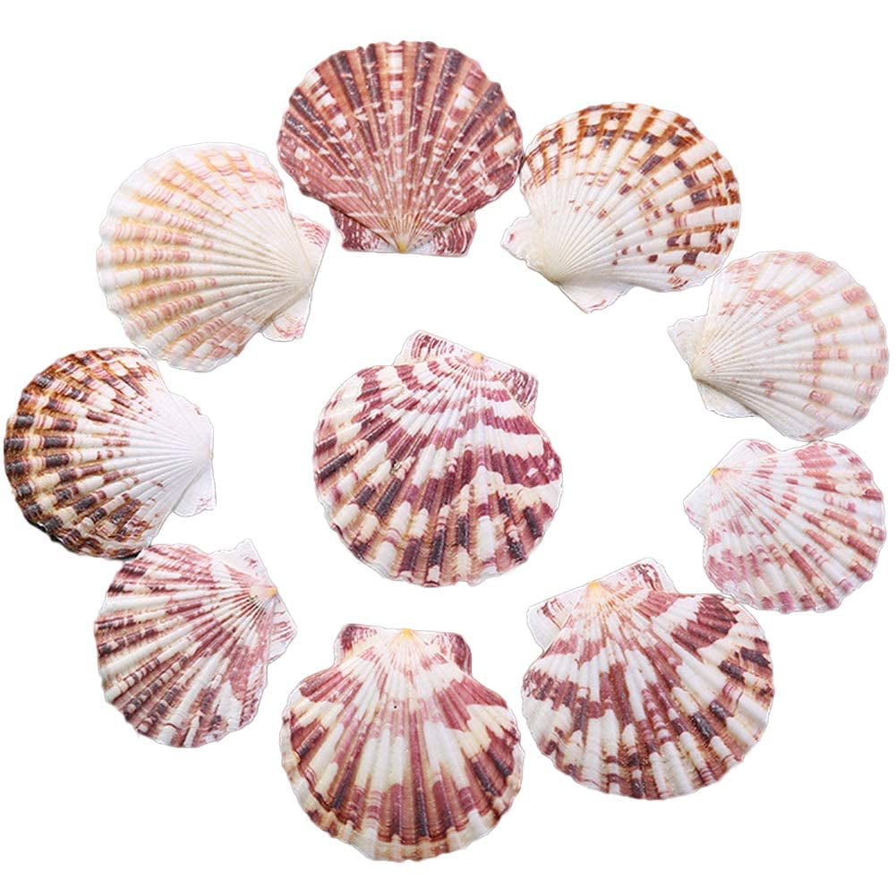 Scallop Shell Natural Seashell from Sea Beach for DIY Crafts Decor for ...
