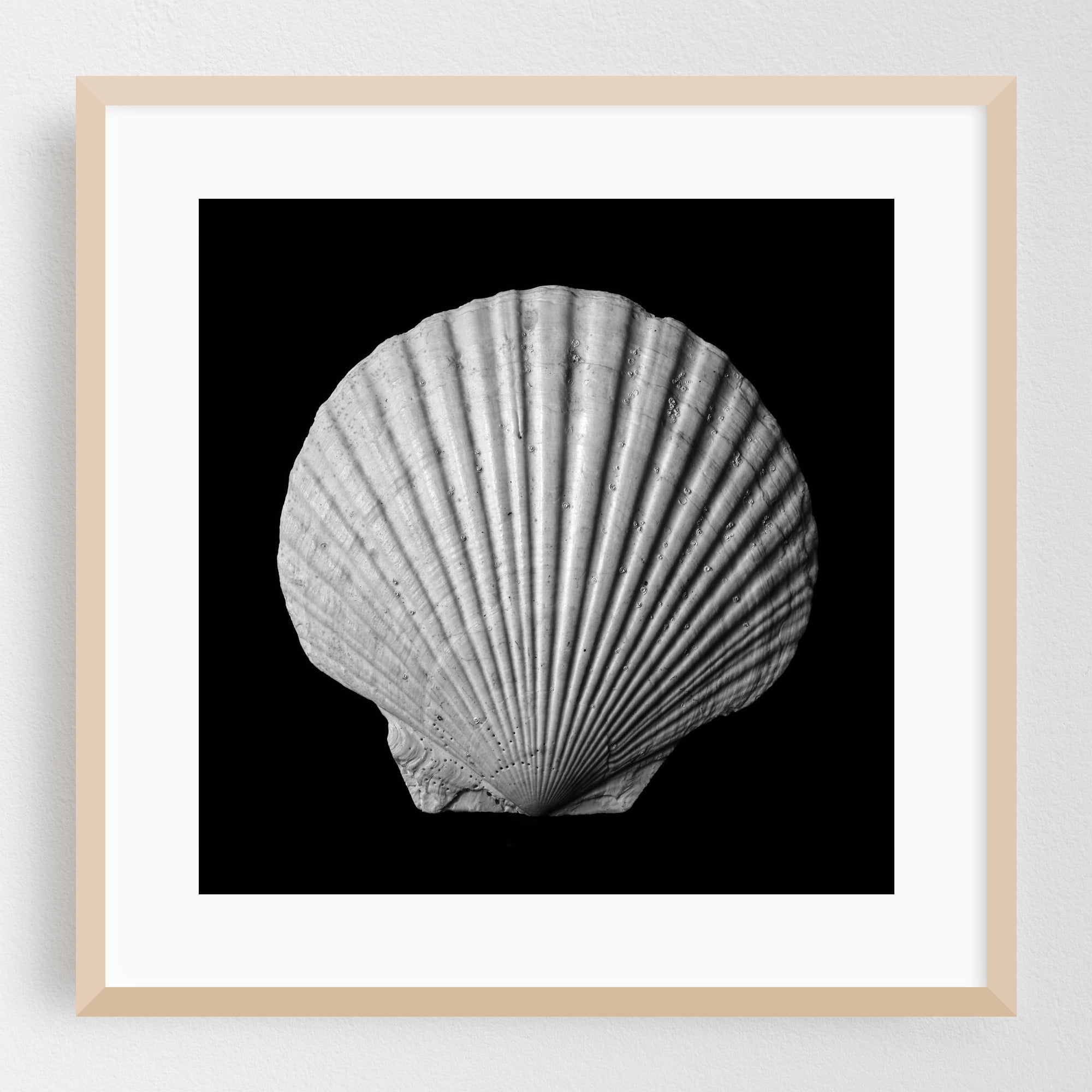 Scallop seashell - Photography Black and White Minimalist Beach Coastal ...