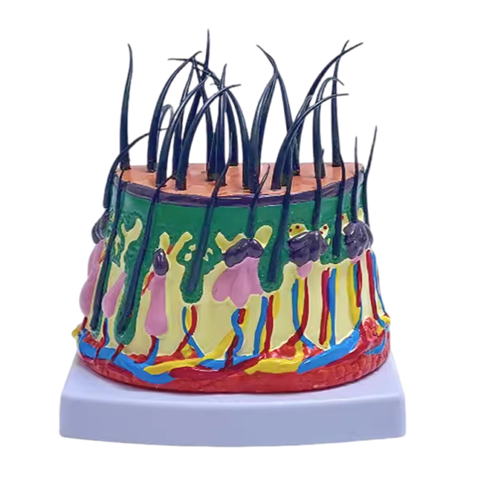 Scalp Model 50X Enlarged Anatomical Scalp Layer Structure Model for ...