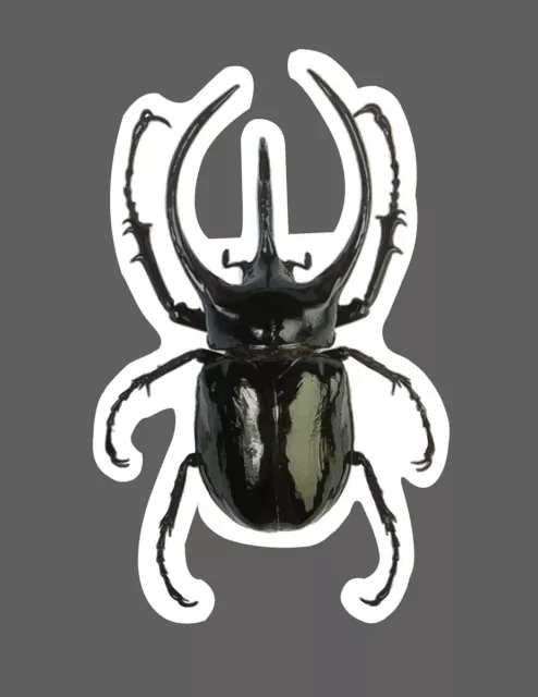 Scarab Beetle Sticker Realistic Waterproof Sticker Phone Decal Water ...