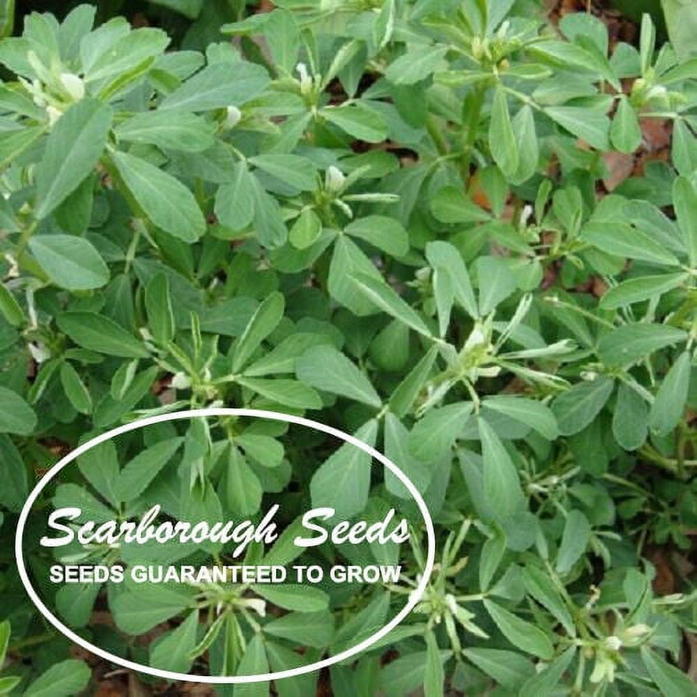 Scarborough Seeds 100 Seeds Fenugreek (Trigonella Foenum-graecum ...