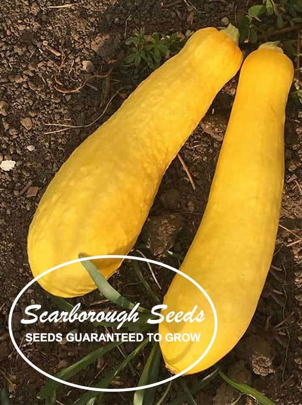 Scarborough Seeds 25 Yellow Straightneck Plant Seeds, Non-GMO - Walmart.com
