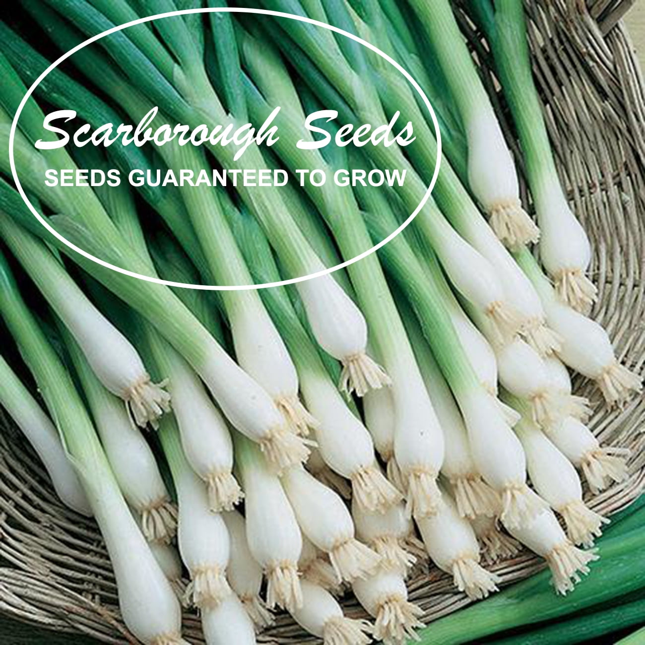 SCARBOROUGH SEEDS Fresh Produce Tokyo Long White Bunching Onion Bulbs ...