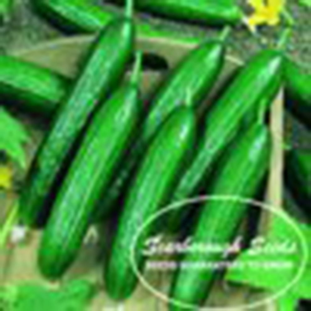 Scarborough Seeds 50 Beit Alpha Cucumber Plant Seeds, Non-GMO - Walmart.com