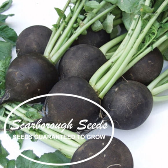 Radish Seeds in Seed Gardening - Walmart.com