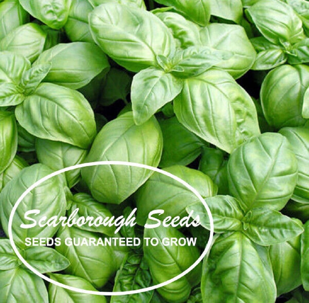 Scarborough Seeds (Ocimum Basilicum) Genovese Basil 500 Seeds Heirloom ...