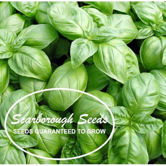 Basil Seeds in Seed Gardening - Walmart.com