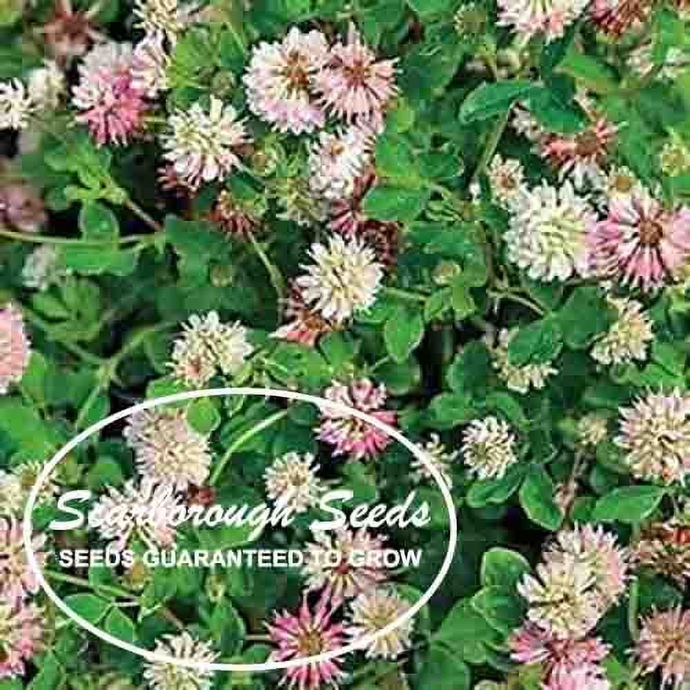 Scarborough Seeds White Dutch Clover, 1000 Seeds for Lawns and Ground ...