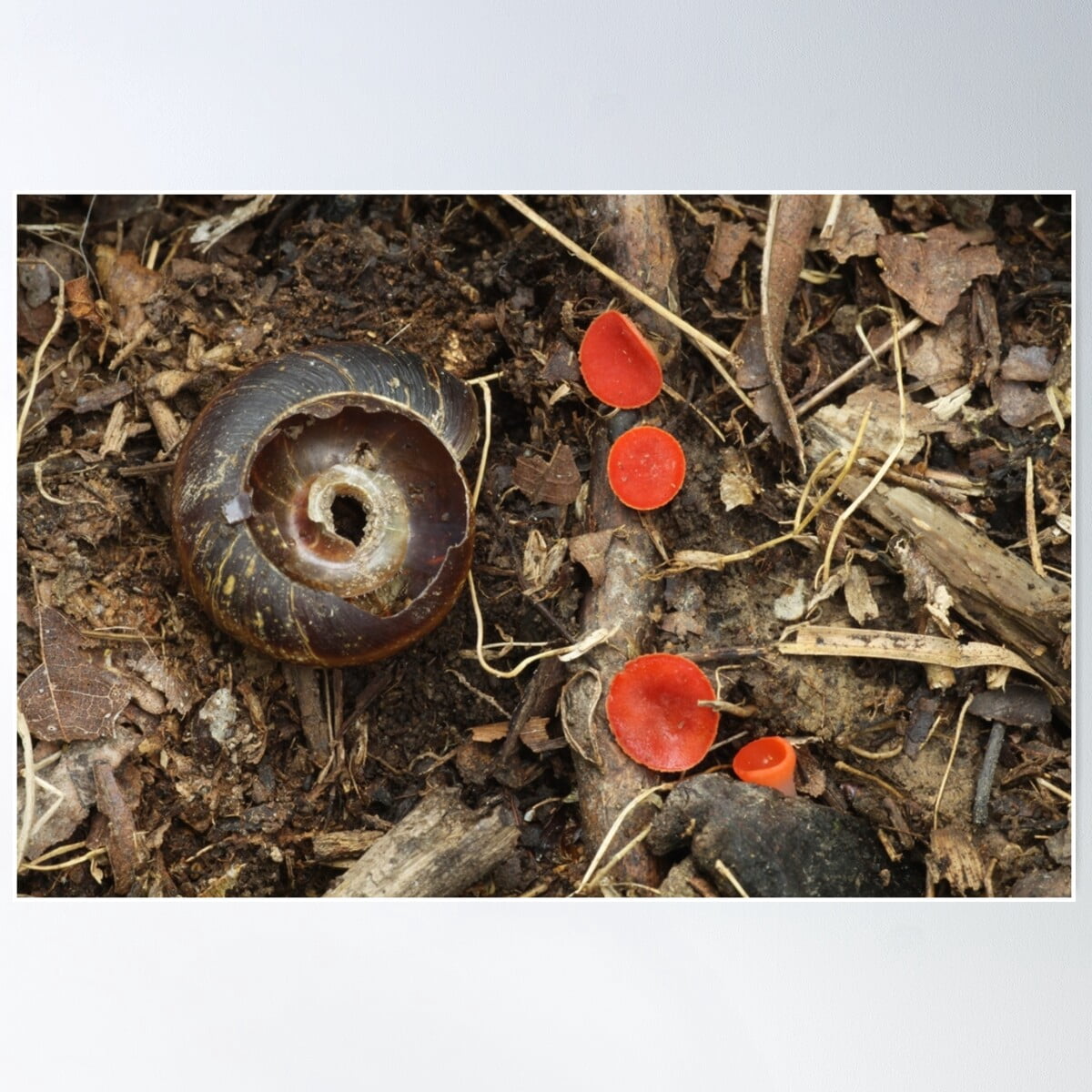 Scarlet Cup Mushrooms And Broken Snail Shell Poster Wall Art, Modern ...