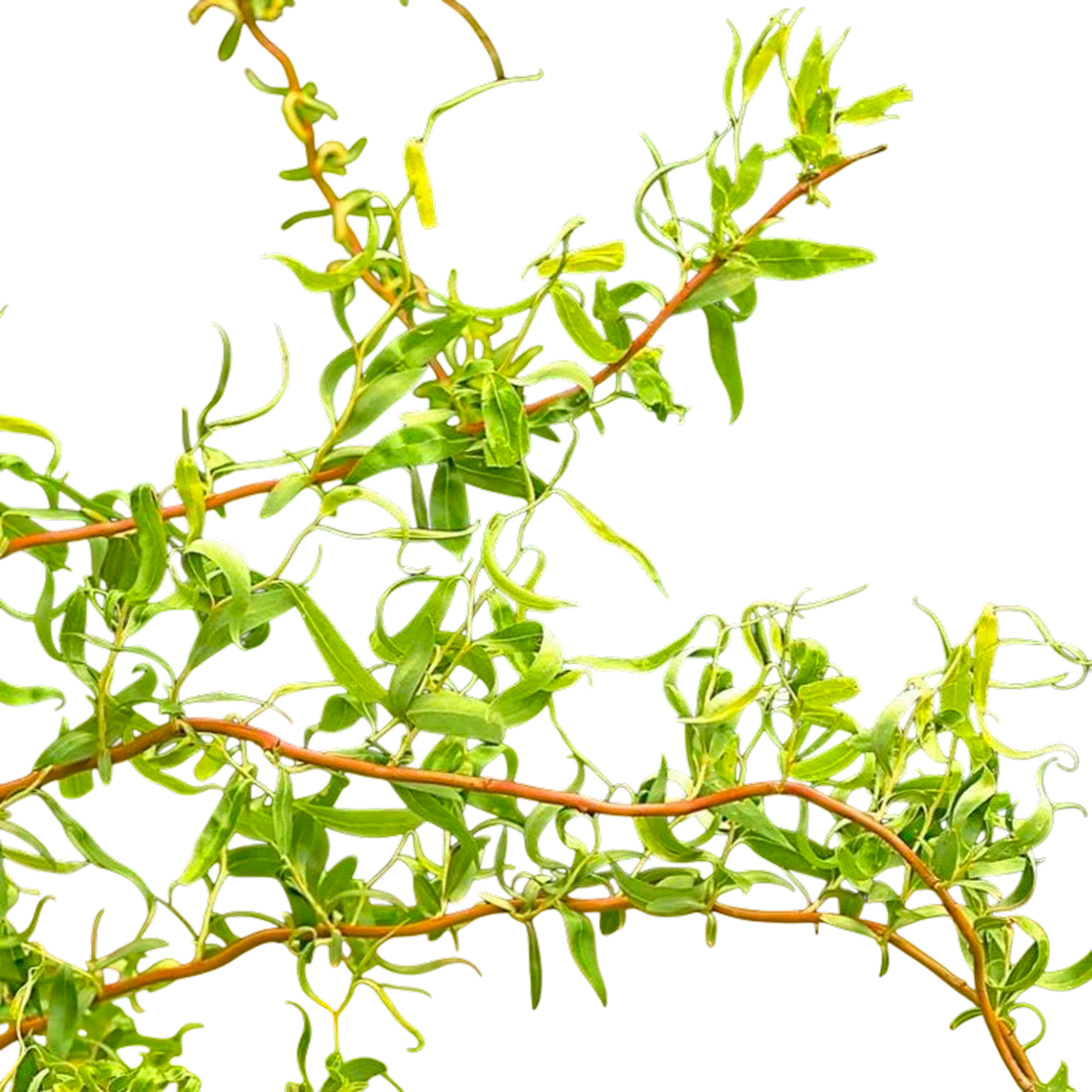 Scarlet Curly Willow Live Tree – 3 Gallon - Walmart.com
