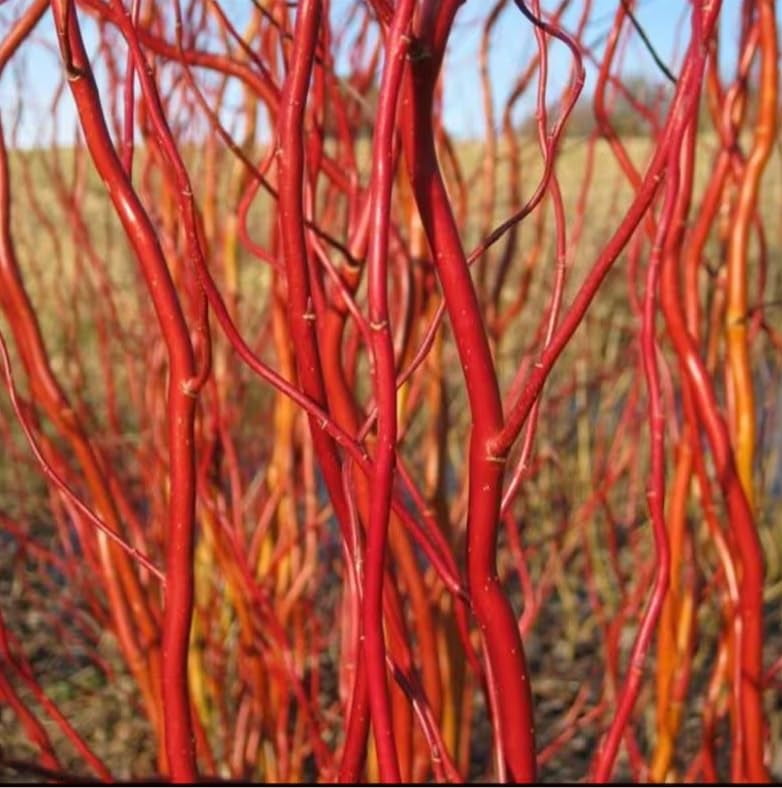 Scarlet Curly Willow Tree Cuttings - Very Rare Real Scarlet Curls ...