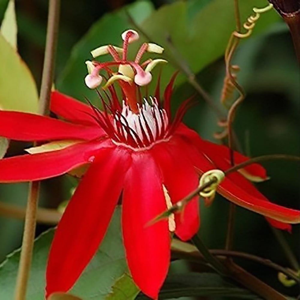 Red Passion Flower