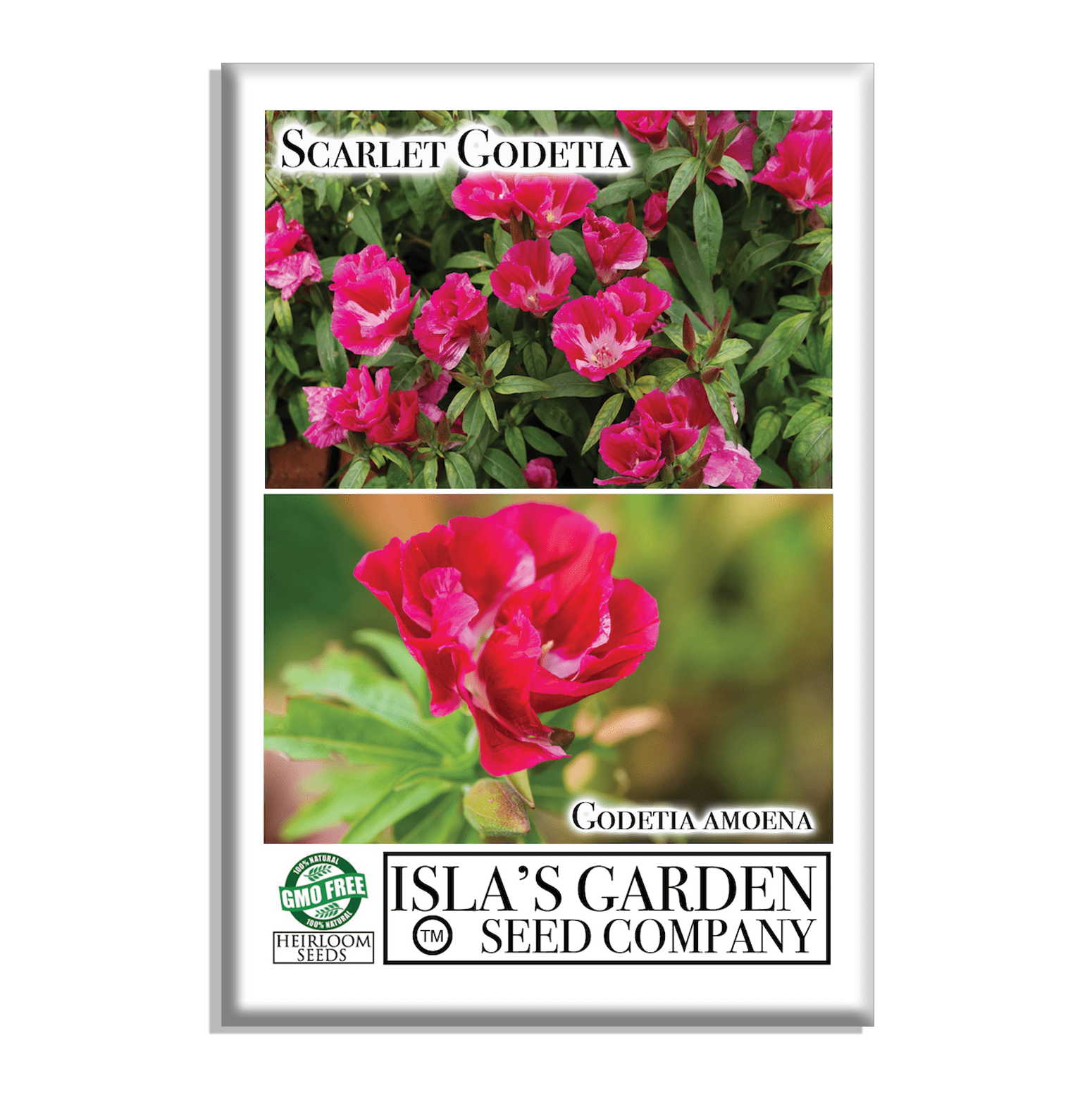 Scarlet Godetia Flower Seeds for Planting,1500+ Flower Seeds Per Packet ...