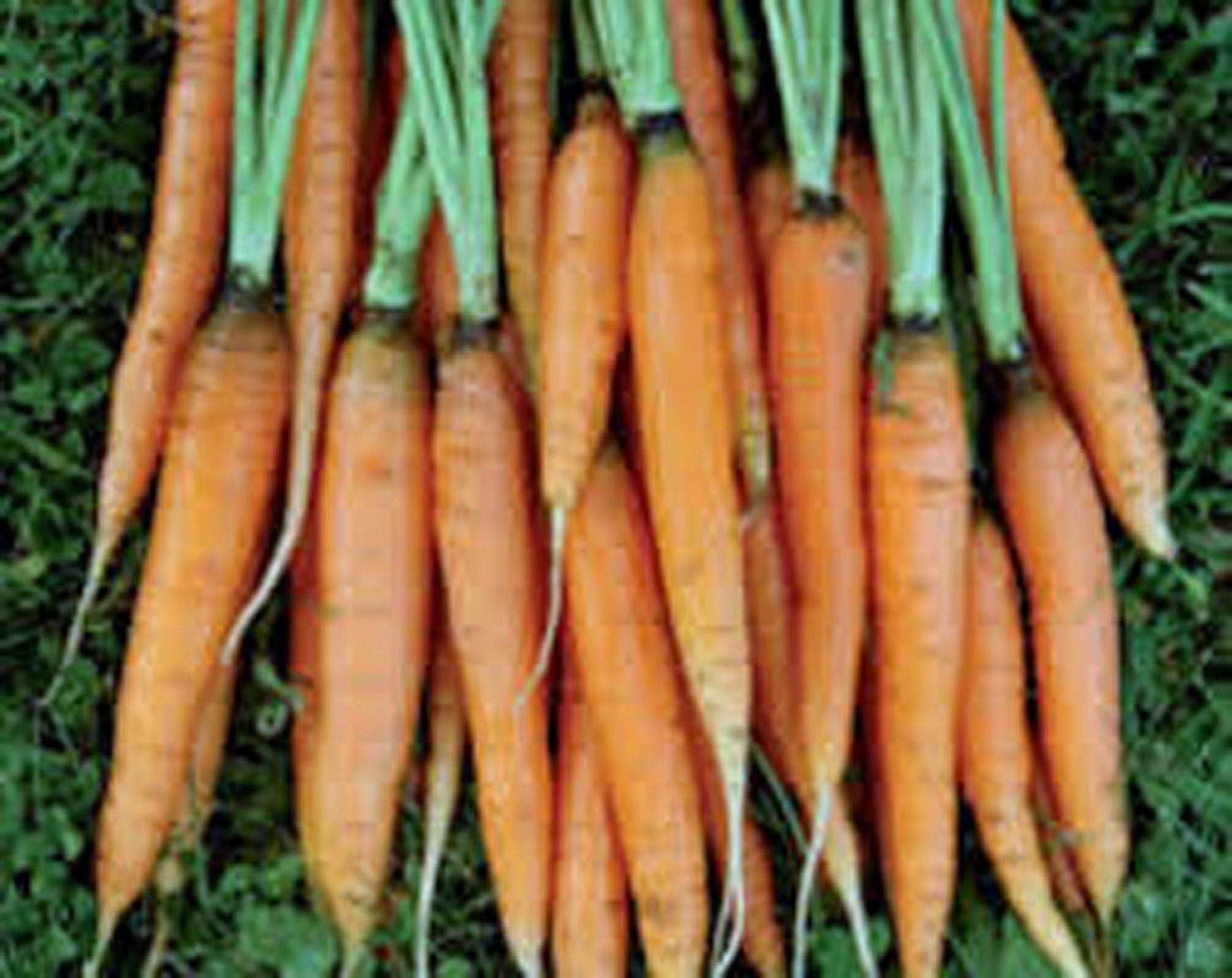 Scarlet Nantes Carrot Seeds - 500 Count Seed Pack - Non-GMO - Rich ...