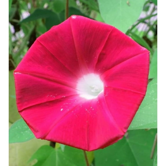 Scarlet O' Hara Morning Glory 200+ Seeds, Beautiful Season Long Blooms ...