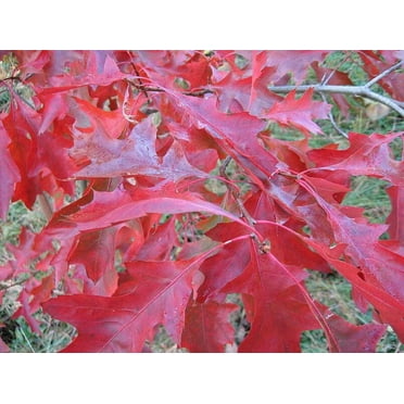 White Oak Tree Seeds for Planting | 5 Big Healthy Seeds | White Oak is ...