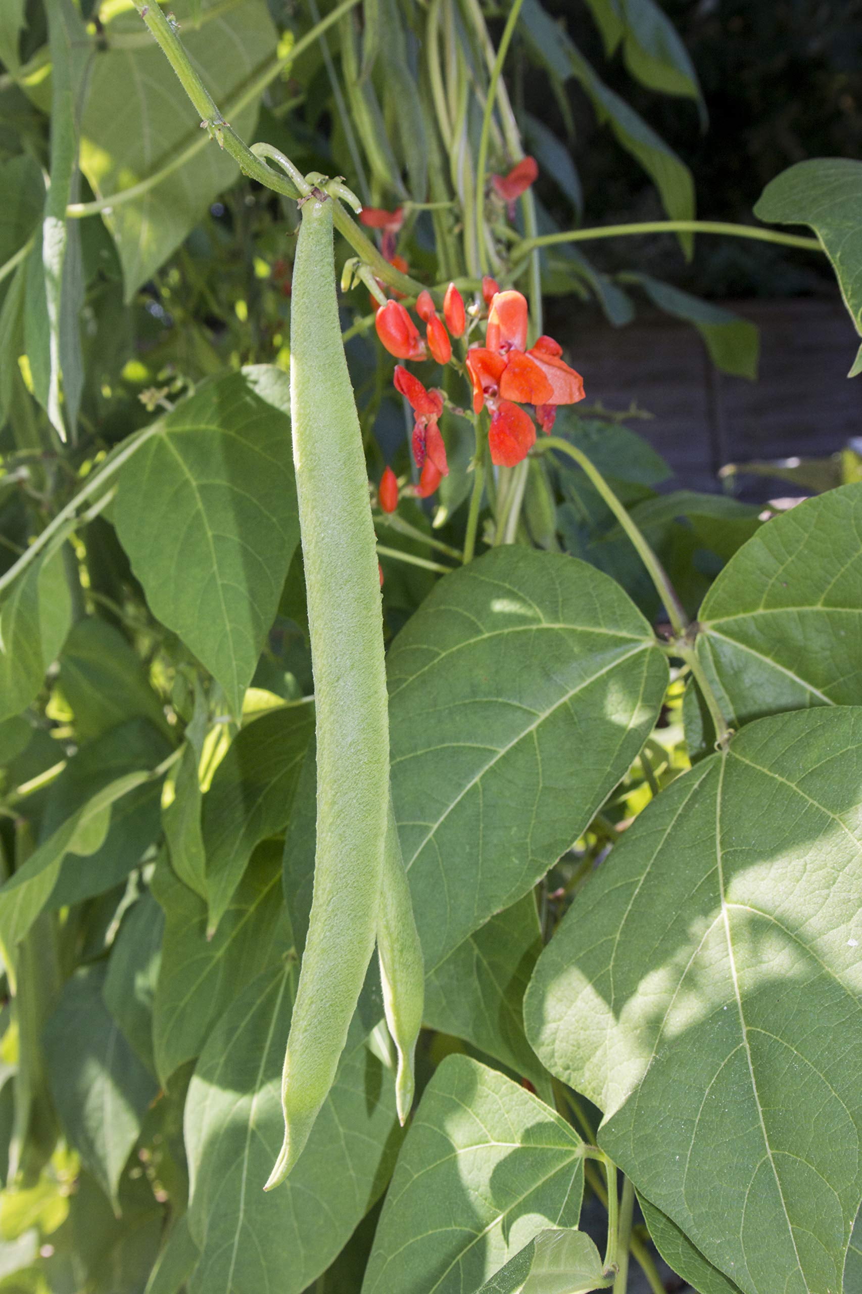 Scarlet Runner Bean Seeds C21 - Walmart.com
