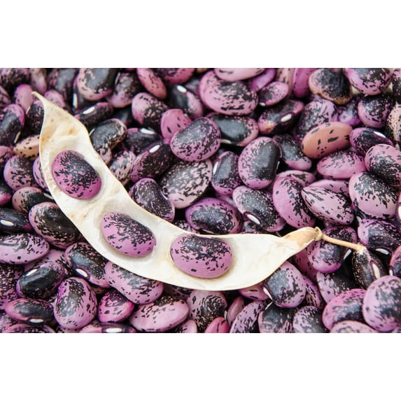 Scarlet Runner Bean Seeds for Planting (20 Seeds) - Delicious and Easy ...