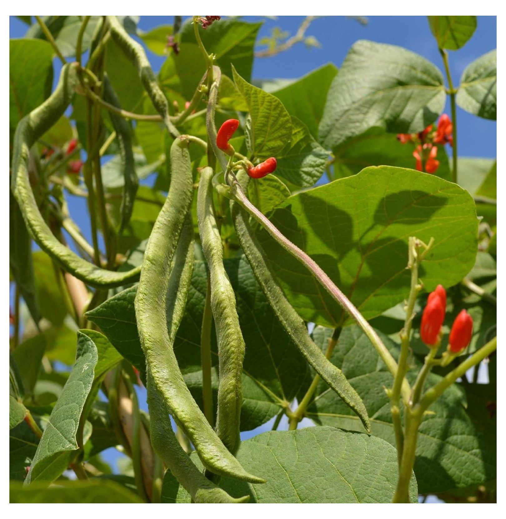 Scarlet Runner Pole Bean Seeds - 5 Lb - Non-GMO, Heirloom - Vegetable ...