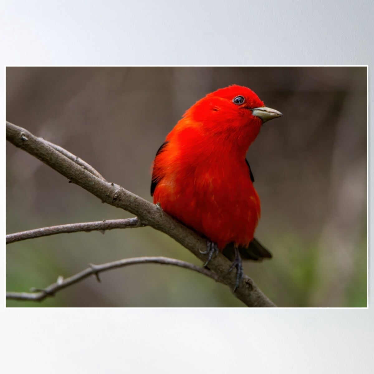 Scarlet Tanager Poster Wall Art, Modern Wall Decor For Living Room ...