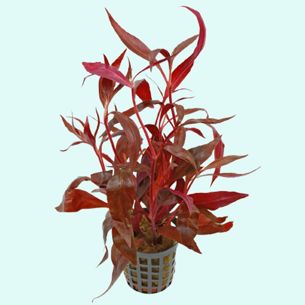 Freshwater Aquatic Plant - Scarlet Temple (Alternanthera Reineckii) in ...