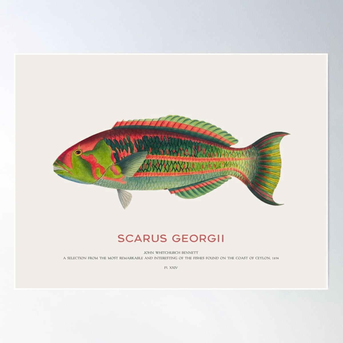 Scarus Georgii Or Surge Wrasse Fish Poster Wall Art, Modern Wall Decor ...