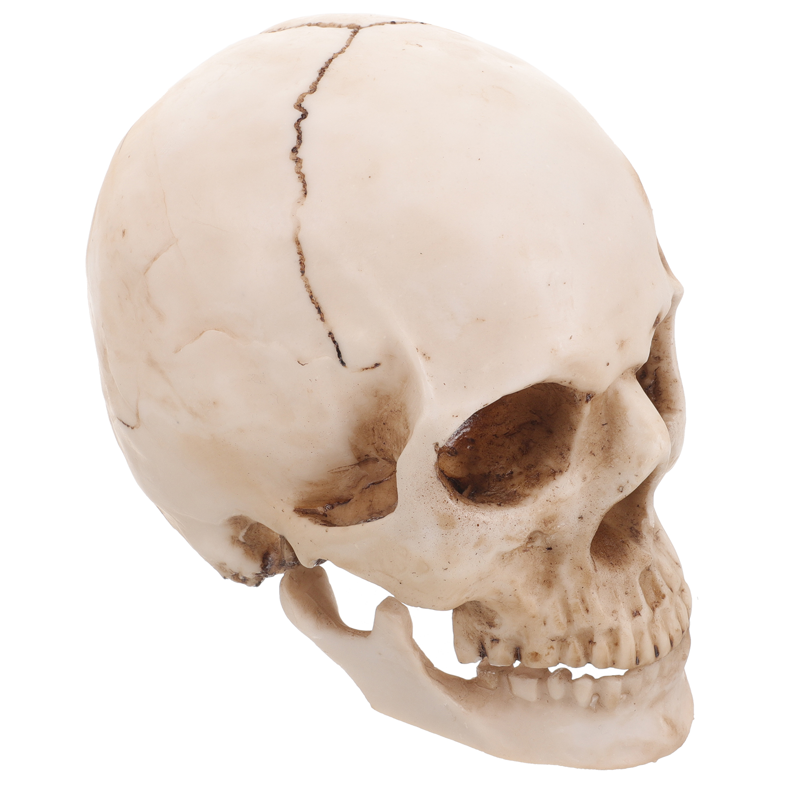 Scary Mask Human Skull Replica Medical Anatomical Model - Walmart.com