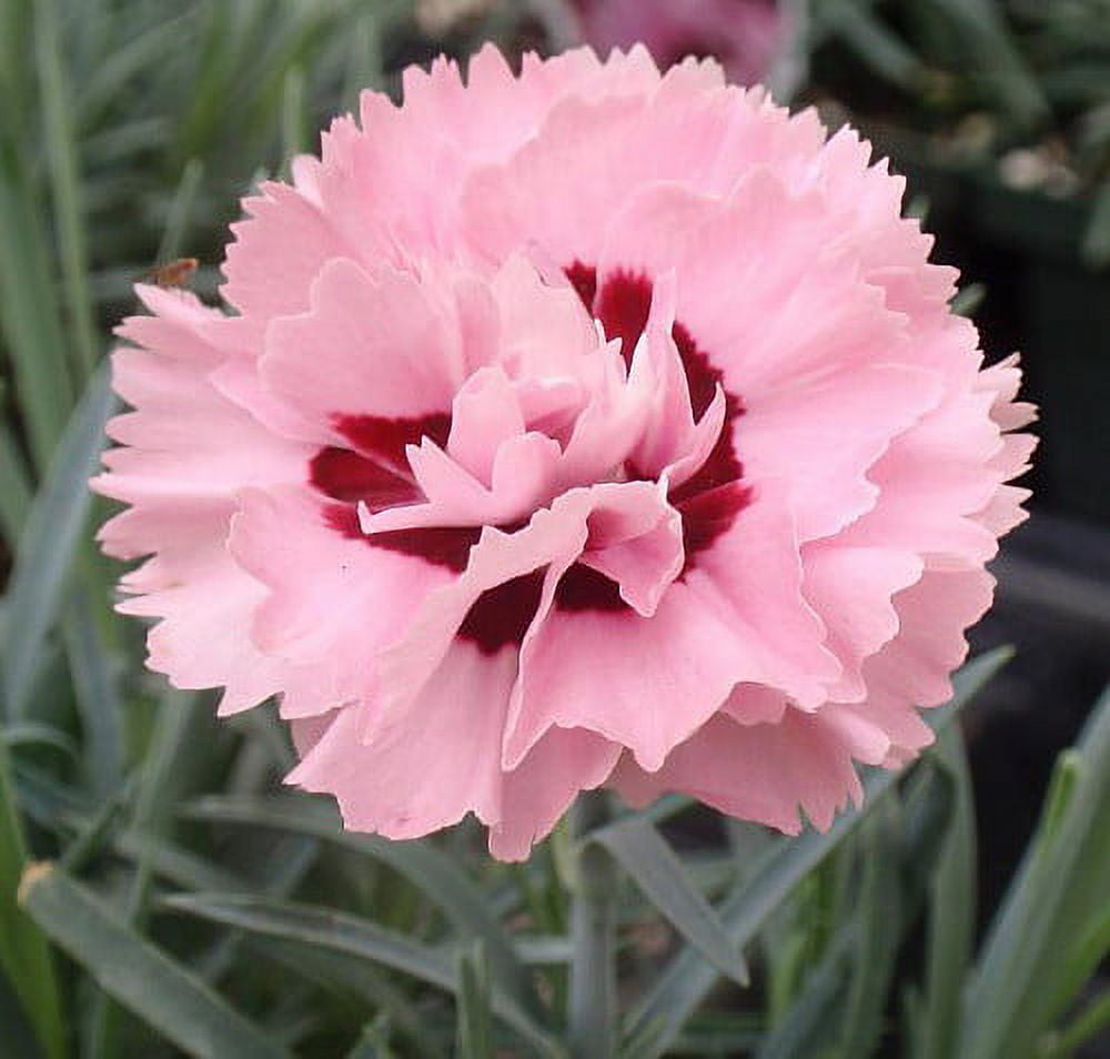Scent First® Raspberry Surprise Dianthus - Fragrant - Quart Pot ...