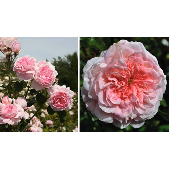 Rose Plants Ready Plant