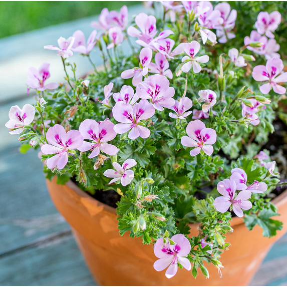 Scented Geranium Lemonii Plant Live for Planting, Scented Geranium ...
