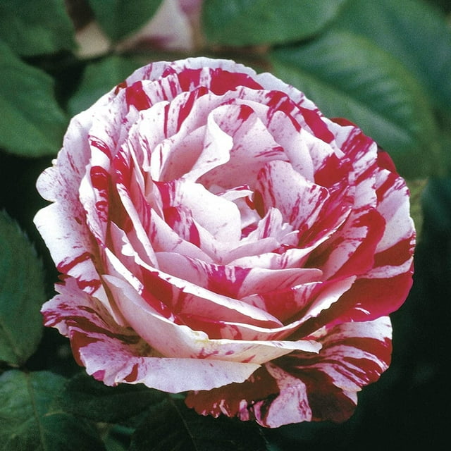 Scentimental 24" Tall Floribunda Rose Tree, Fragrant Double Flowers ...