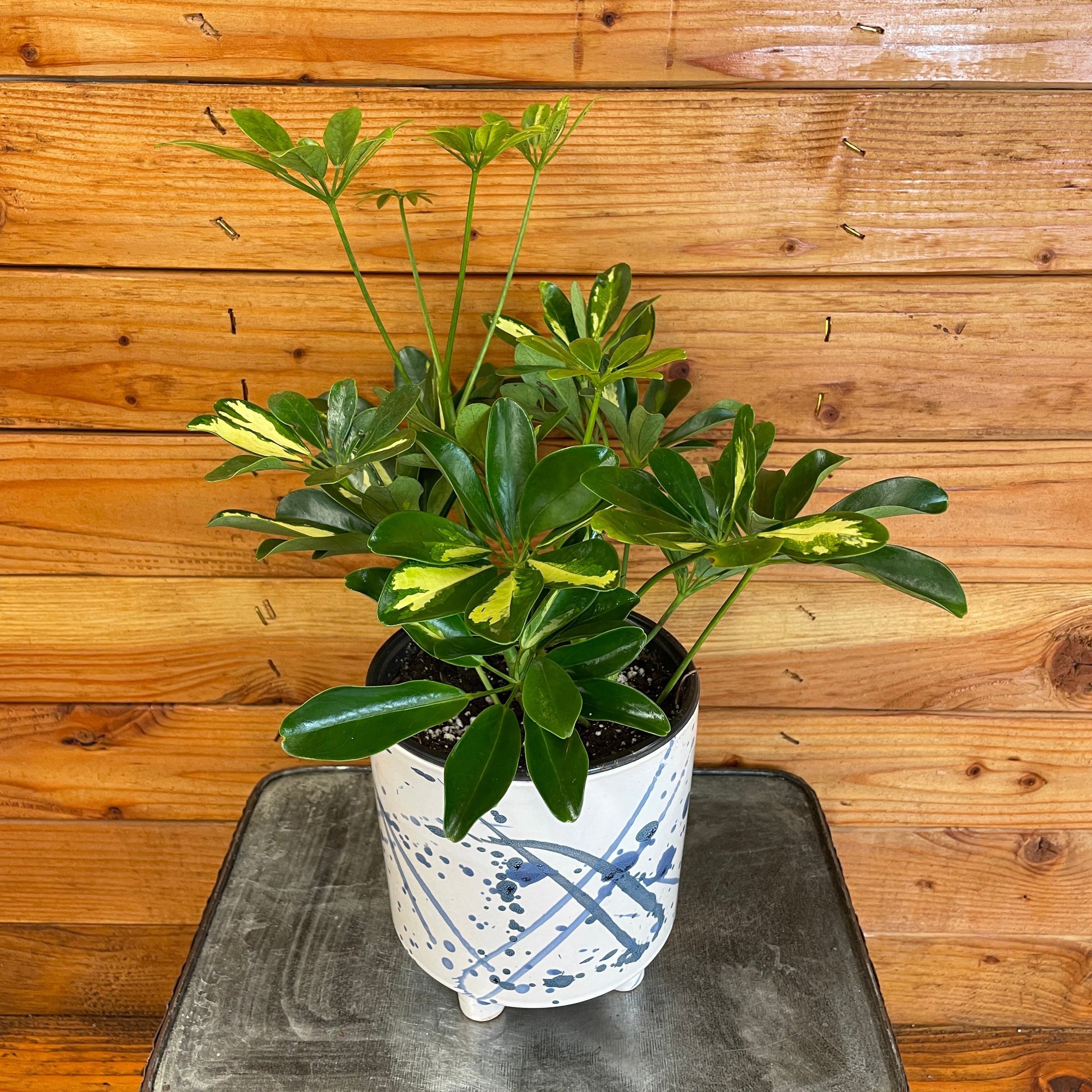 Schefflera Arboricola Gold Cap, 6" Plant - Walmart.com