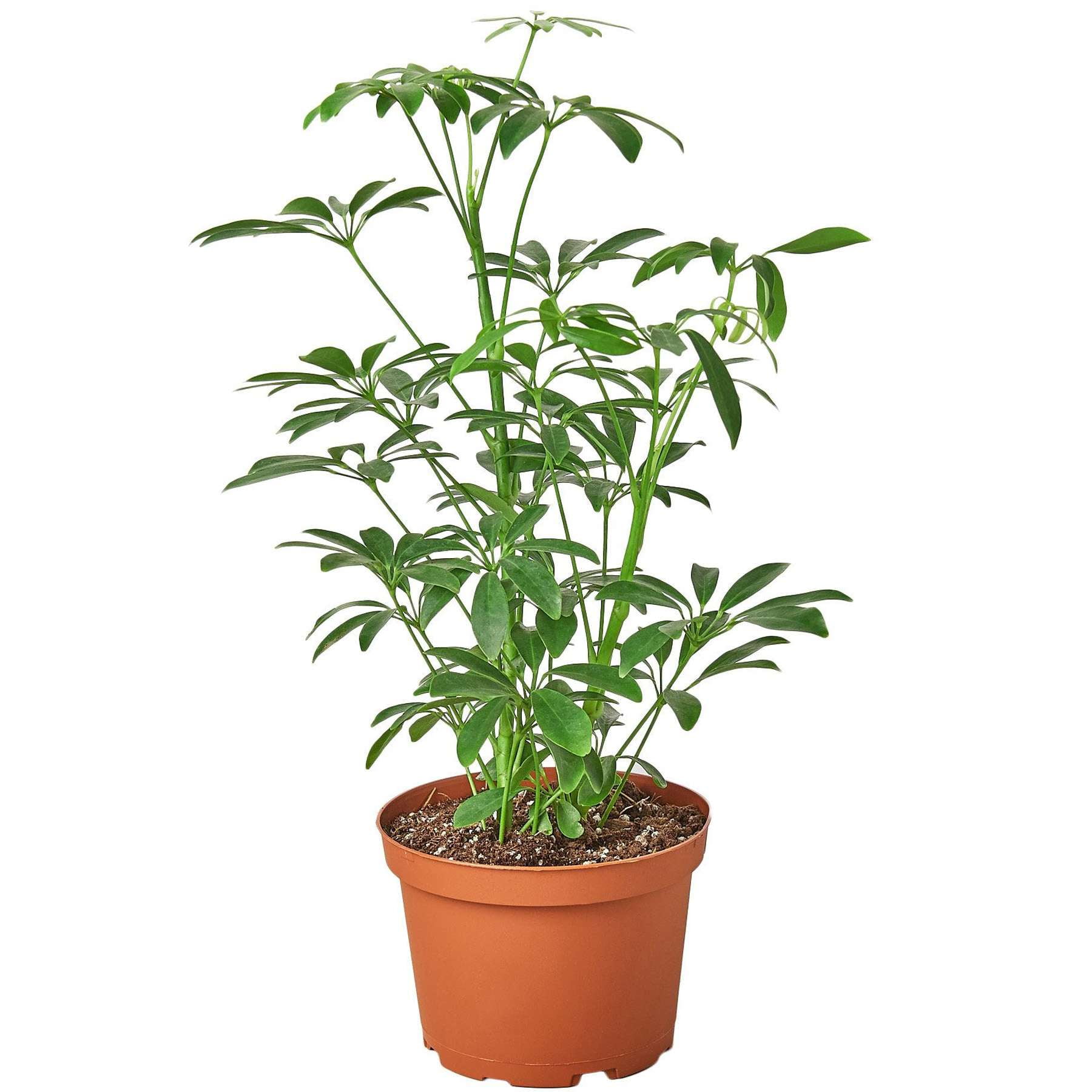 Schefflera Arboricola Live Plant for Indoor | Different Houseplants in ...