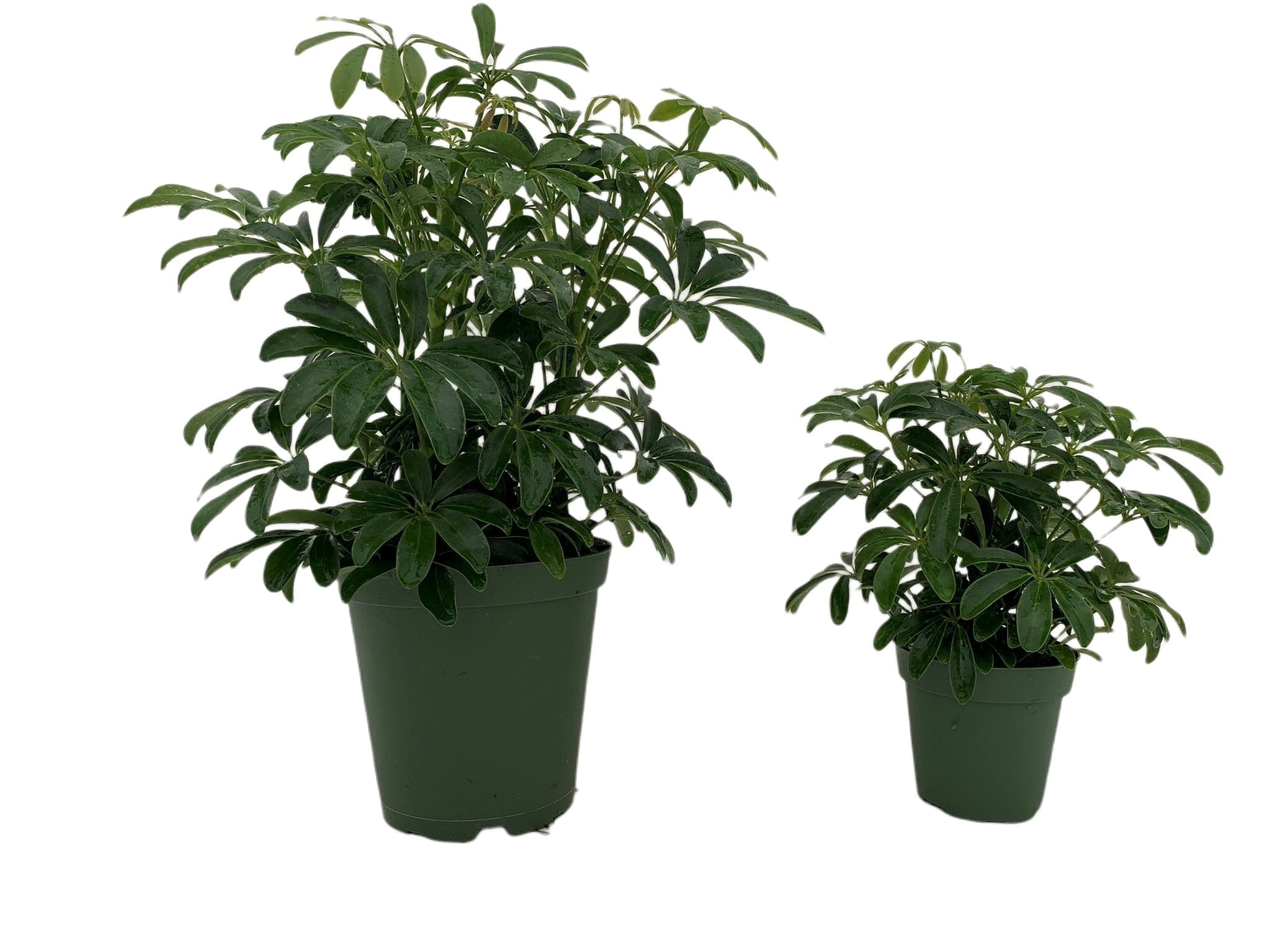 Schefflera Arboricola Mini 4" Grower Pot - Walmart.com