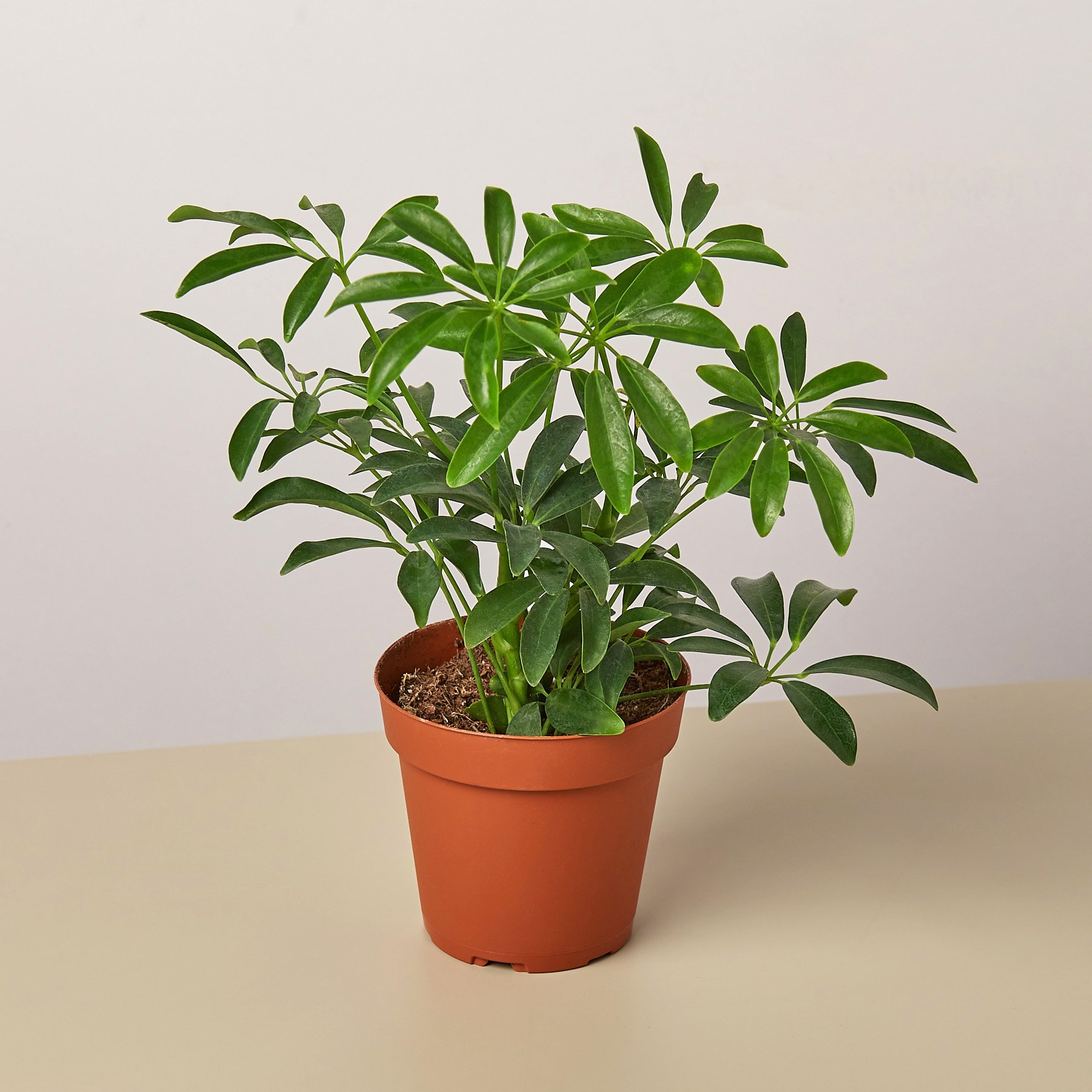 Hawaiian Schefflera Plant - Great Indoors - 4" Pot - Walmart.com