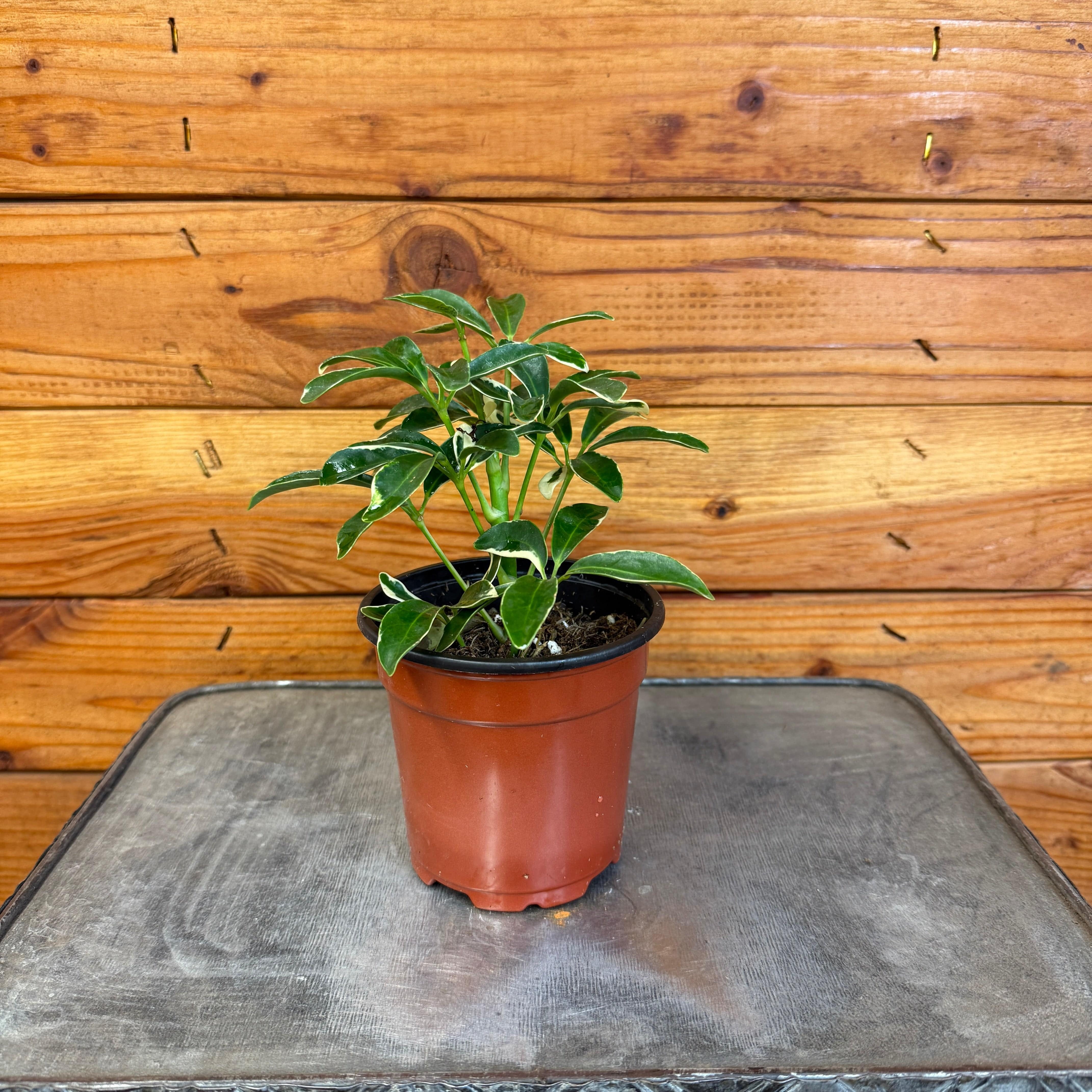 Schefflera Moondrop, 4" Plant, The Plant Farm - Walmart.com