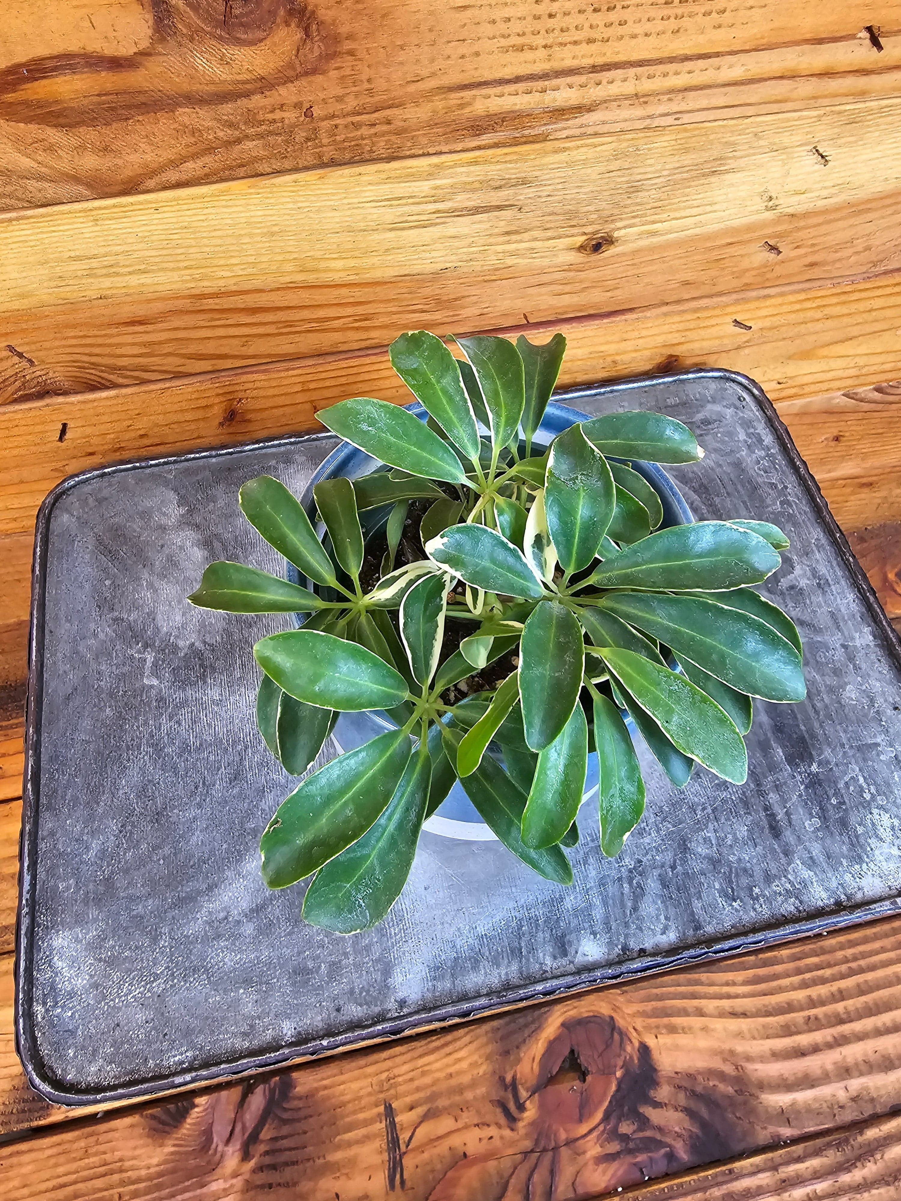 Schefflera Moondrop, 4" Plant, The Plant Farm - Walmart.com