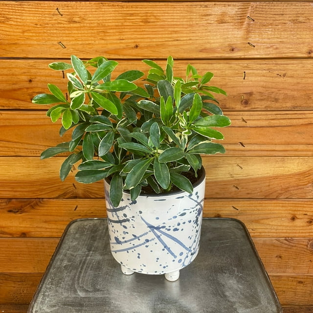 Schefflera Moondrop, 6" Plant - Walmart.com