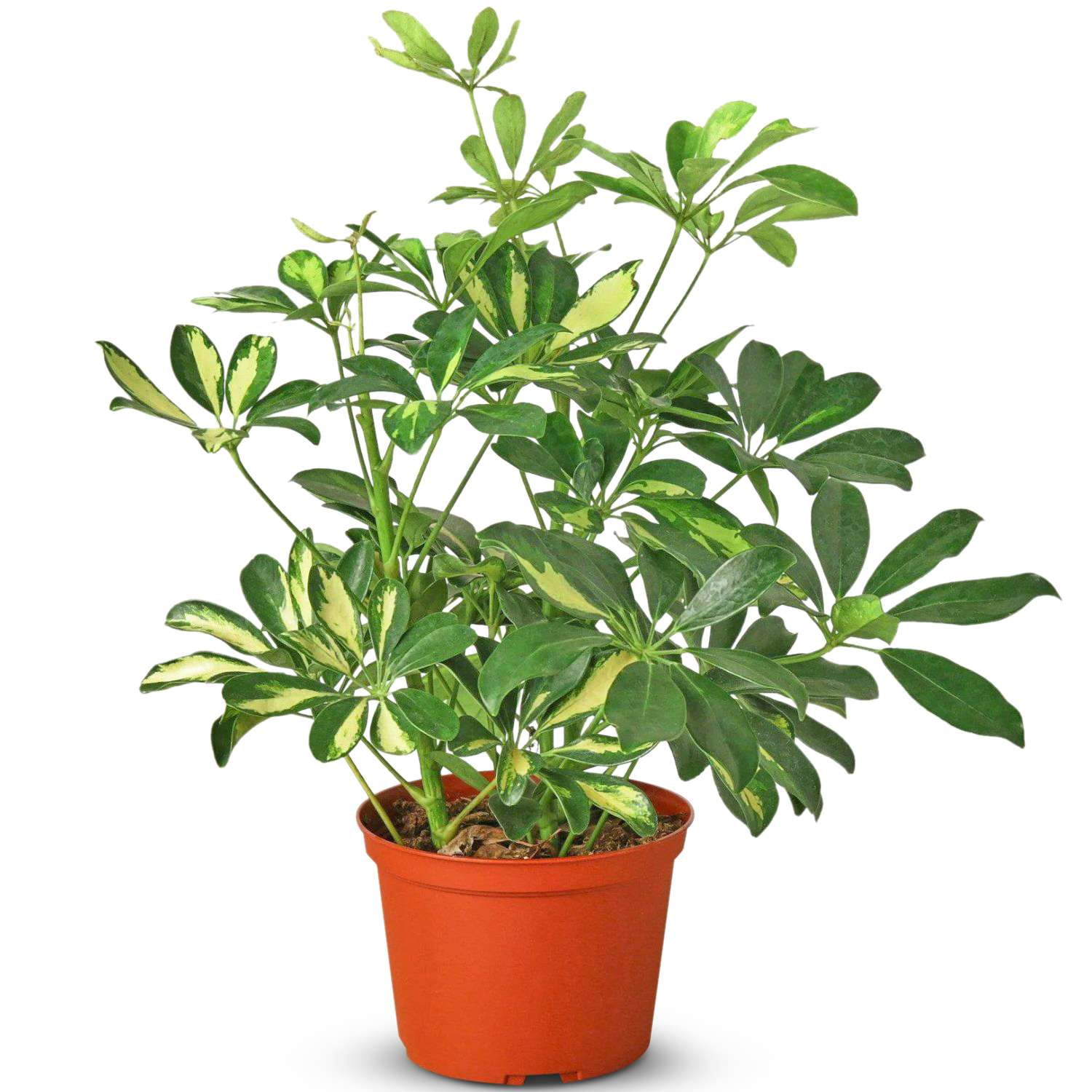 Dwarf Schefflera Variegated
