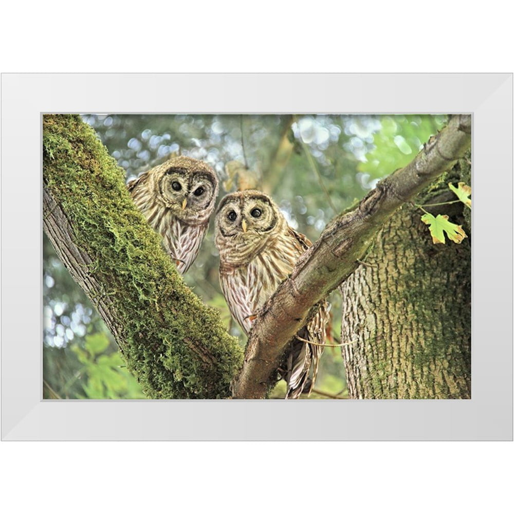 Schell, Jennie Marie 14x11 White Modern Wood Framed Museum Art Print ...