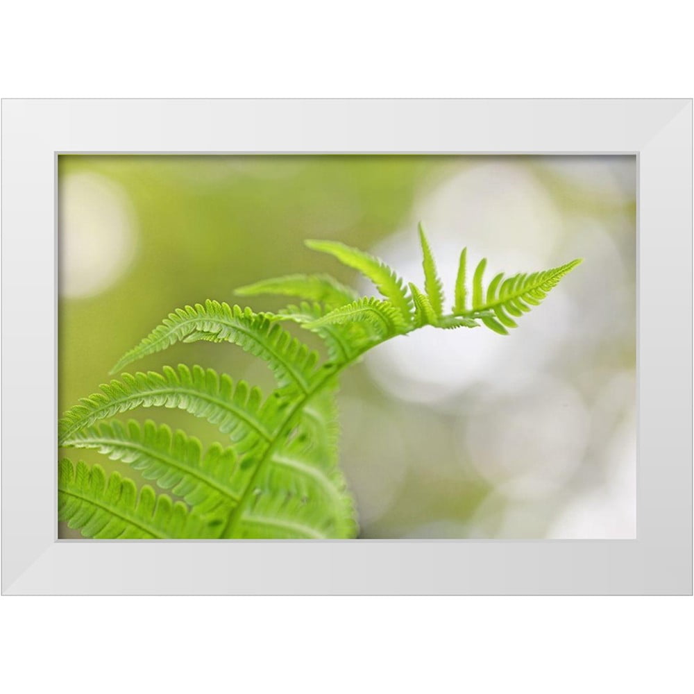 Schell, Jennie Marie 24x17 White Modern Wood Framed Museum Art Print ...