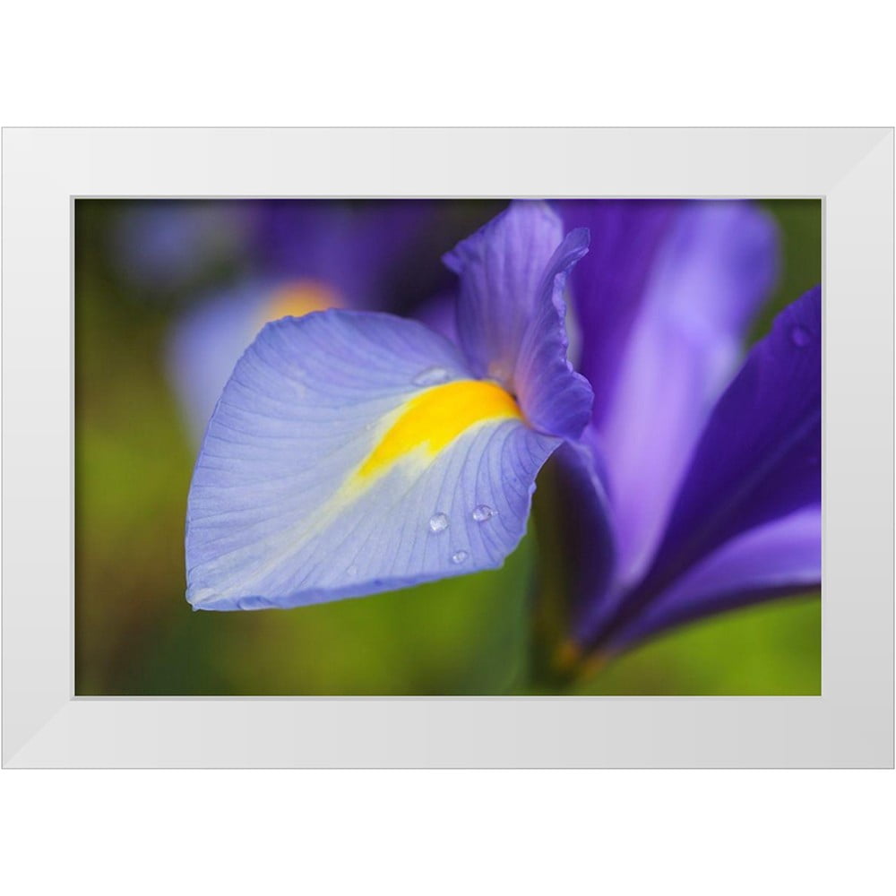 Schell, Jennie Marie 24x17 White Modern Wood Framed Museum Art Print ...