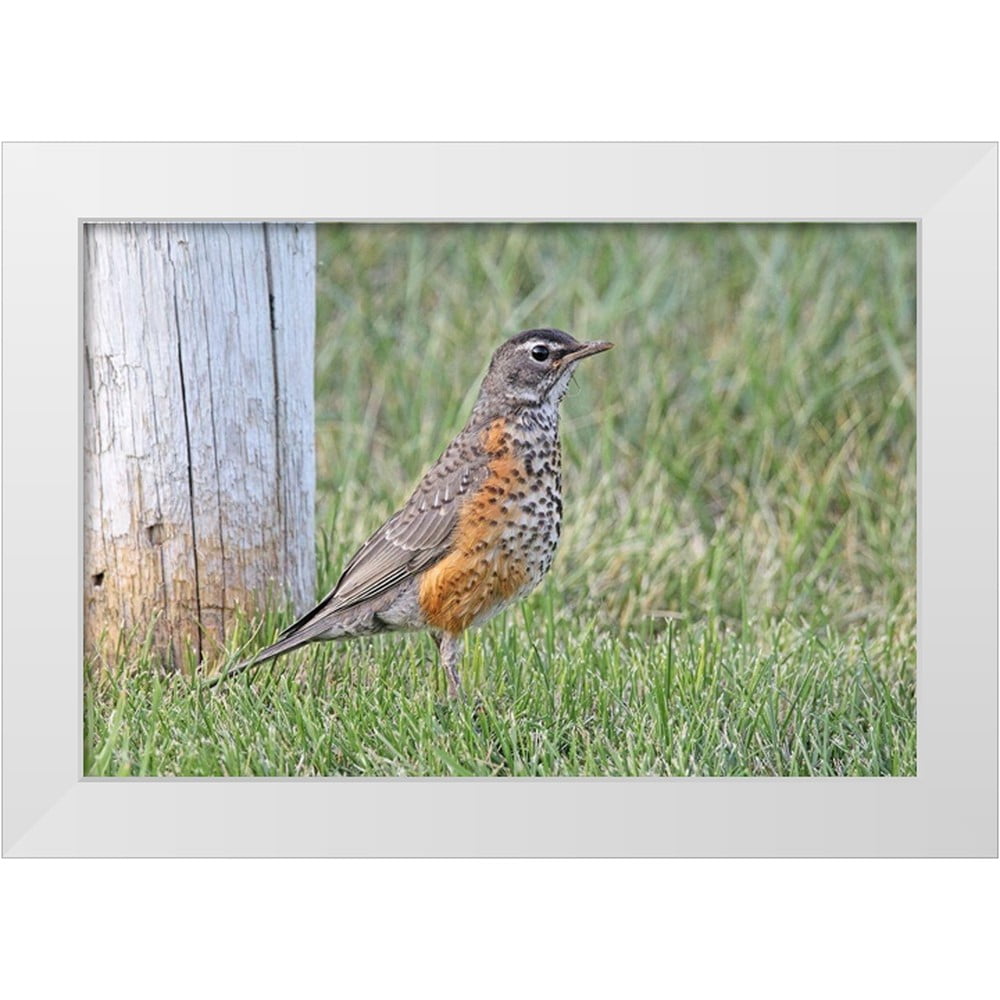 Schell, Jennie Marie 24x17 White Modern Wood Framed Museum Art Print ...