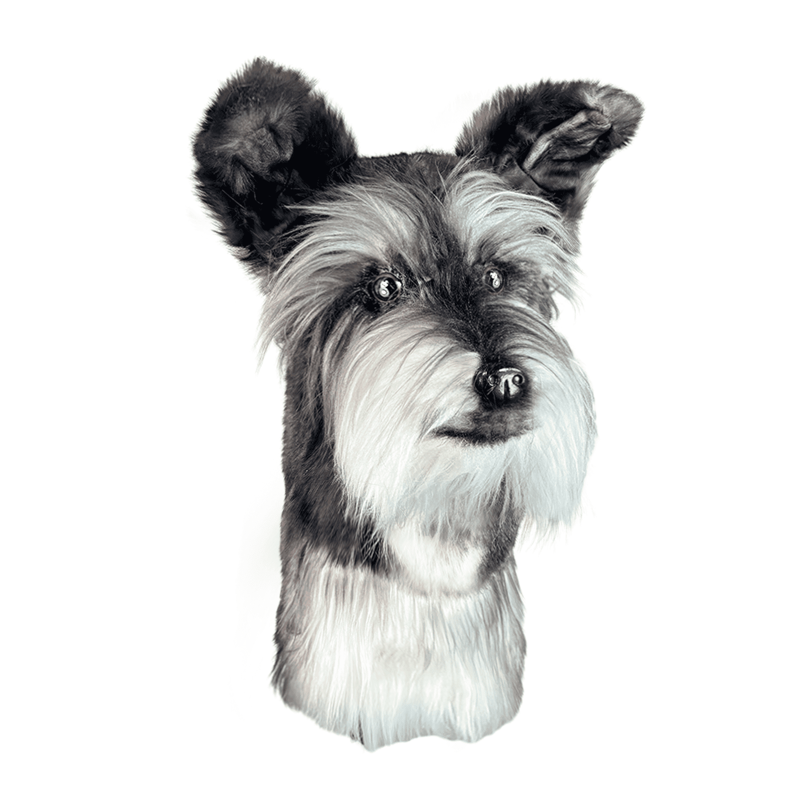 Schnauzer Golf Club Headcover, Dog Golf Driver & Woods Club Cover ...